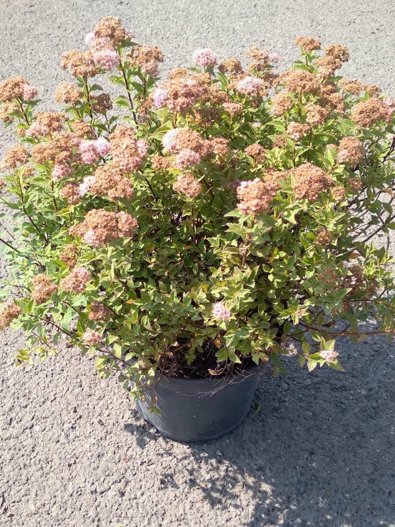 Спирея японская Нана (Nana) купить в Санкт-Петербурге по цене от 199р ...